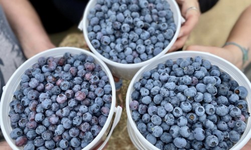 Once in a Blue Moon Berries Blueberry Festival