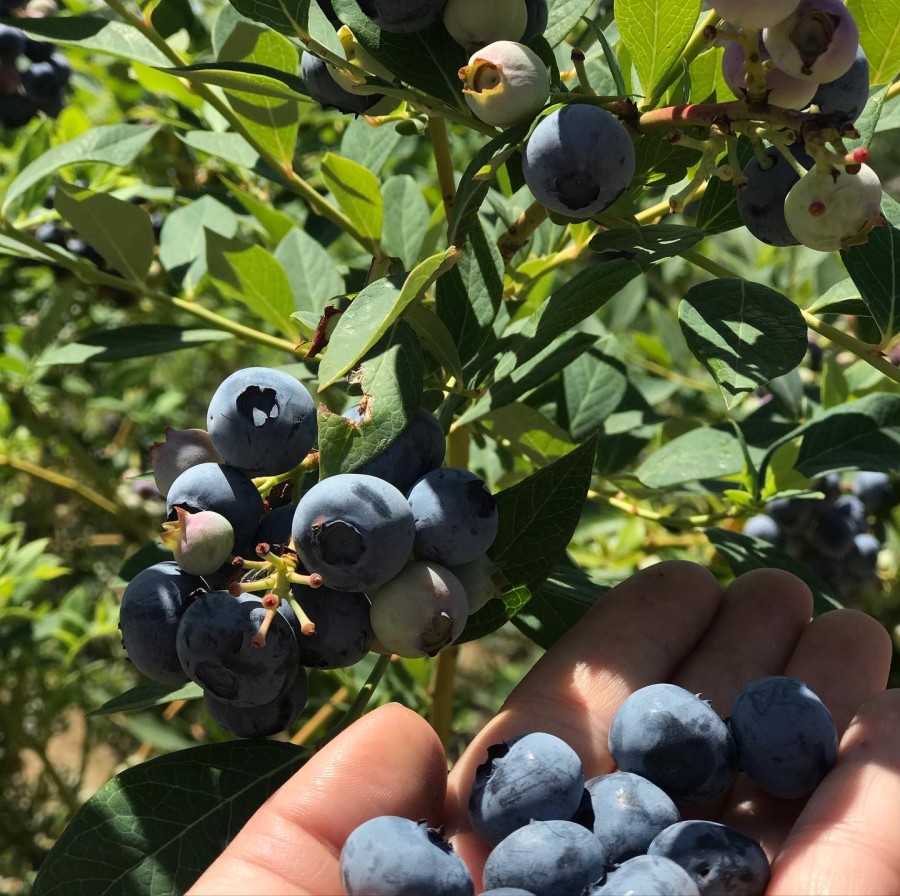 Once in a Blue Moon Berries Blueberry Festival