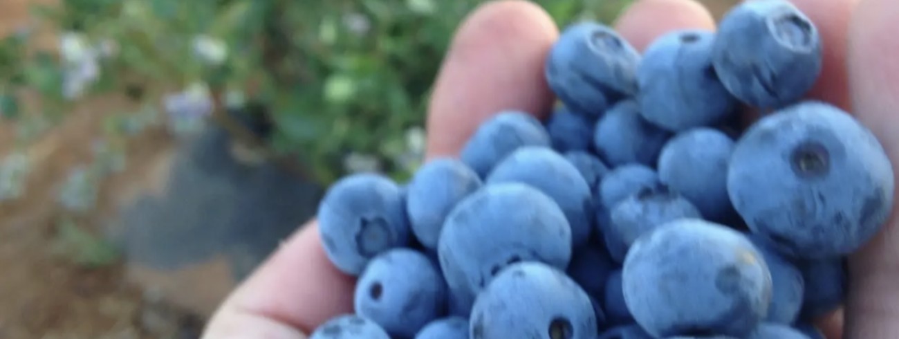 Once in a Blue Moon Berries Blueberry Festival